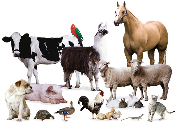 Animal Care Committee Meeting - Events Detail